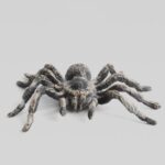 Horrifying Realistic Fake Spiders - Tenebrisque